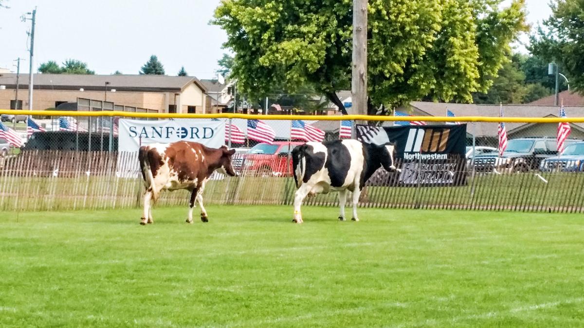 Cow Patty Bingo part of Celebration Days | News | nwestiowa.com