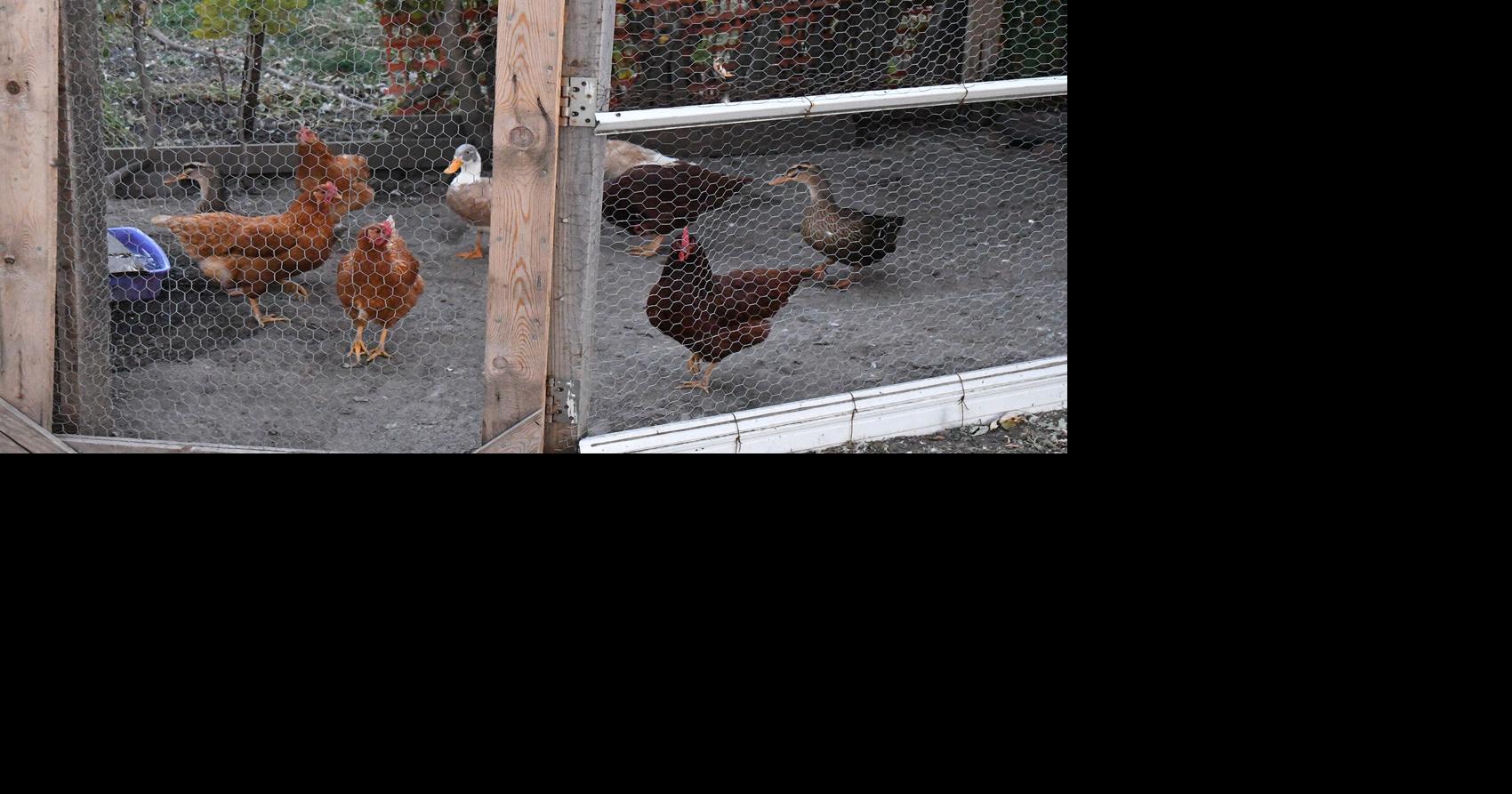 Sheldon P&Z approves chicken ordinance | News | nwestiowa.com