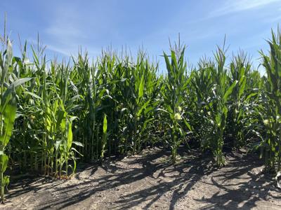 Corn crop standing tall | Agriculture | nwestiowa.com