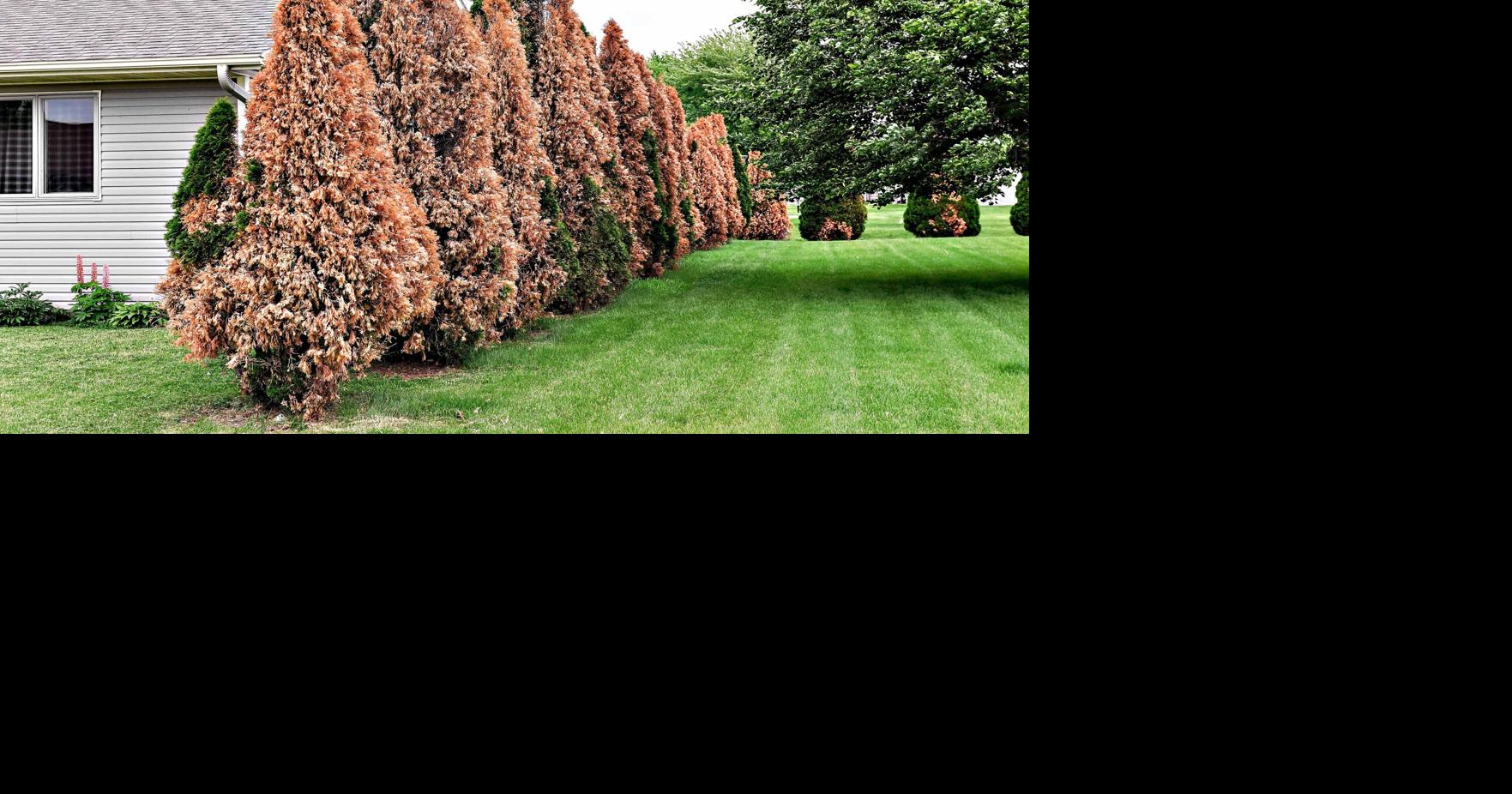 Winter burn devastates area evergreens | News | nwestiowa.com