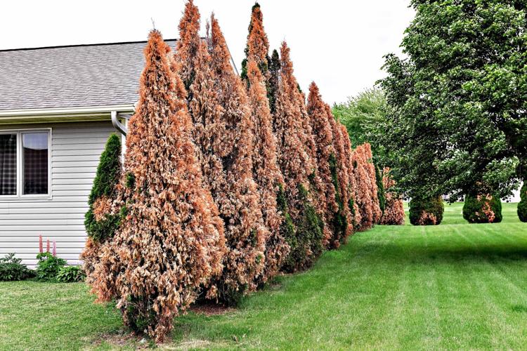 winter burn pine trees