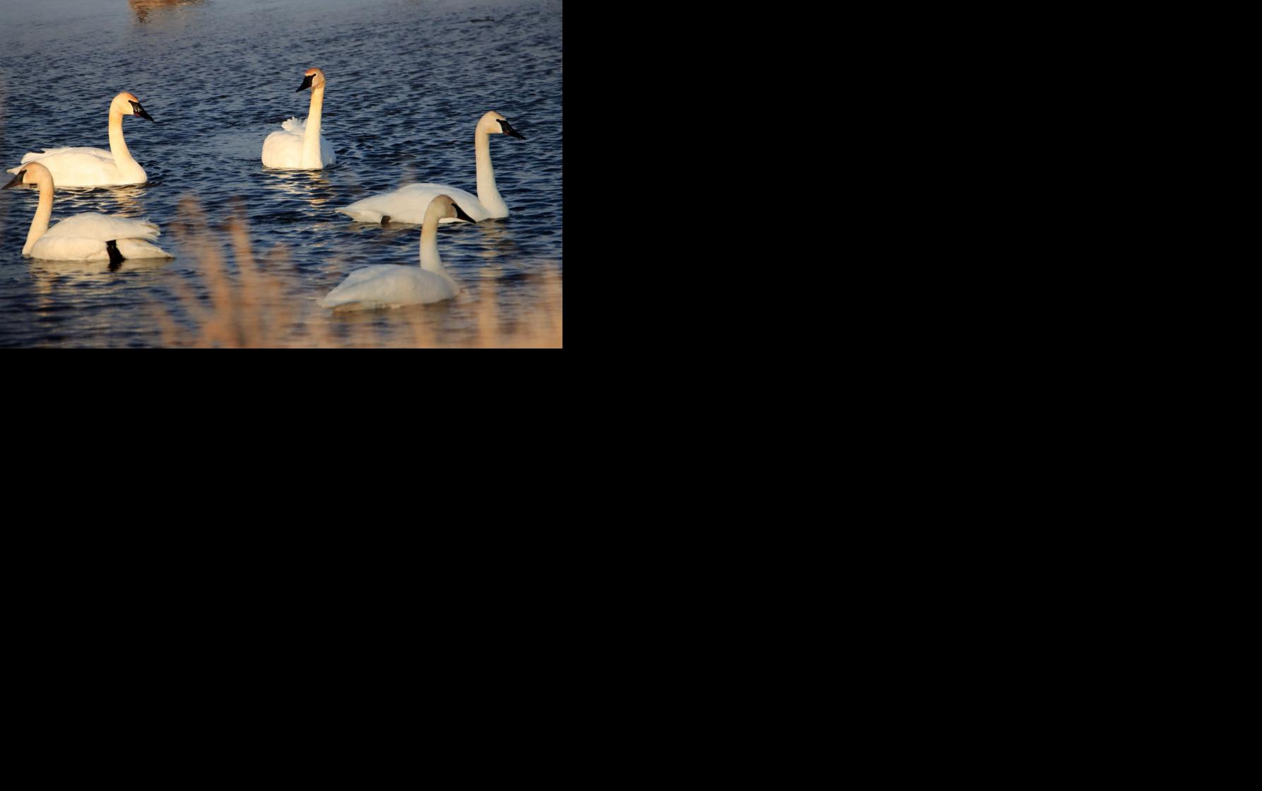 Iowa crucial spot for migratory birds each spring | Hawarden ...
