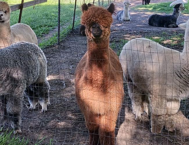The many shades of alpacas — all with a green tint | Agriculture ...