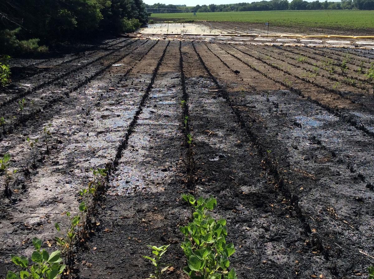 Damage control: Cleanup efforts underway after Doon oil spill | News ...