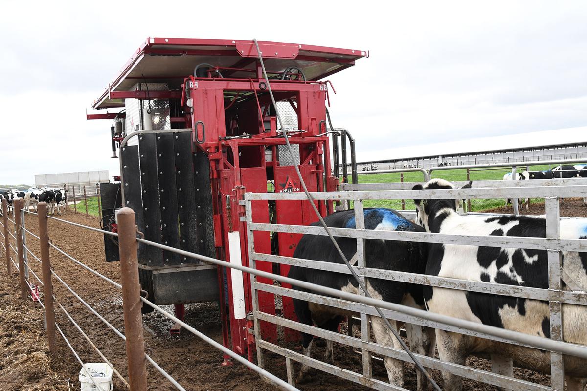 cows hooves falling off