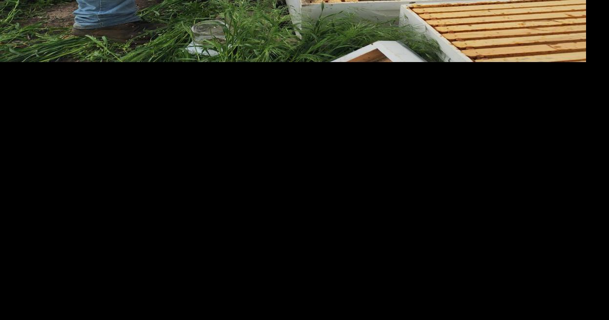 Giving students a buzz about bees | Sentinel | nwestiowa.com