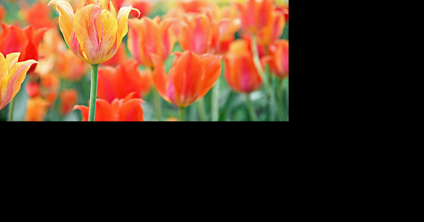 State of Tulips | Discover | nwestiowa.com