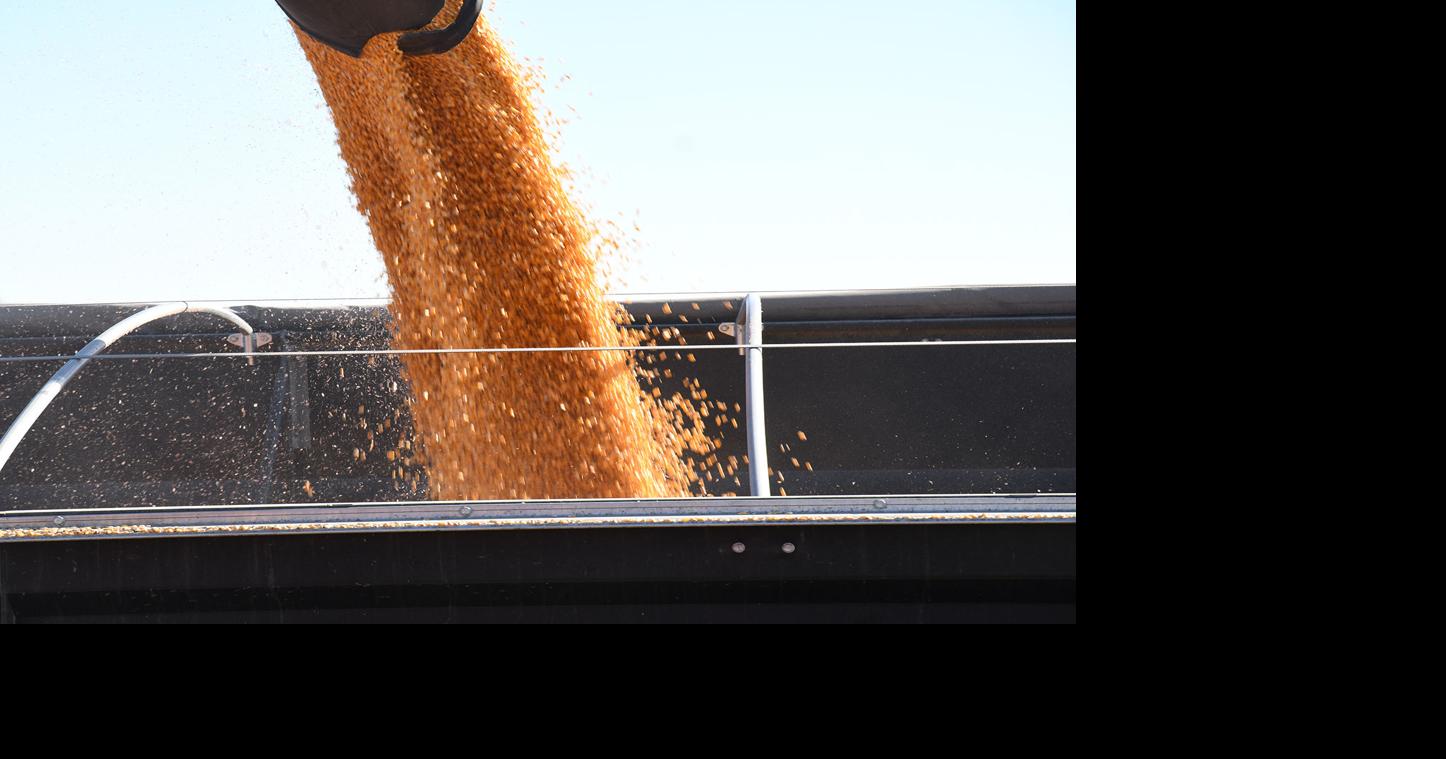$7 corn fallout evident in O'Brien County | News | nwestiowa.com