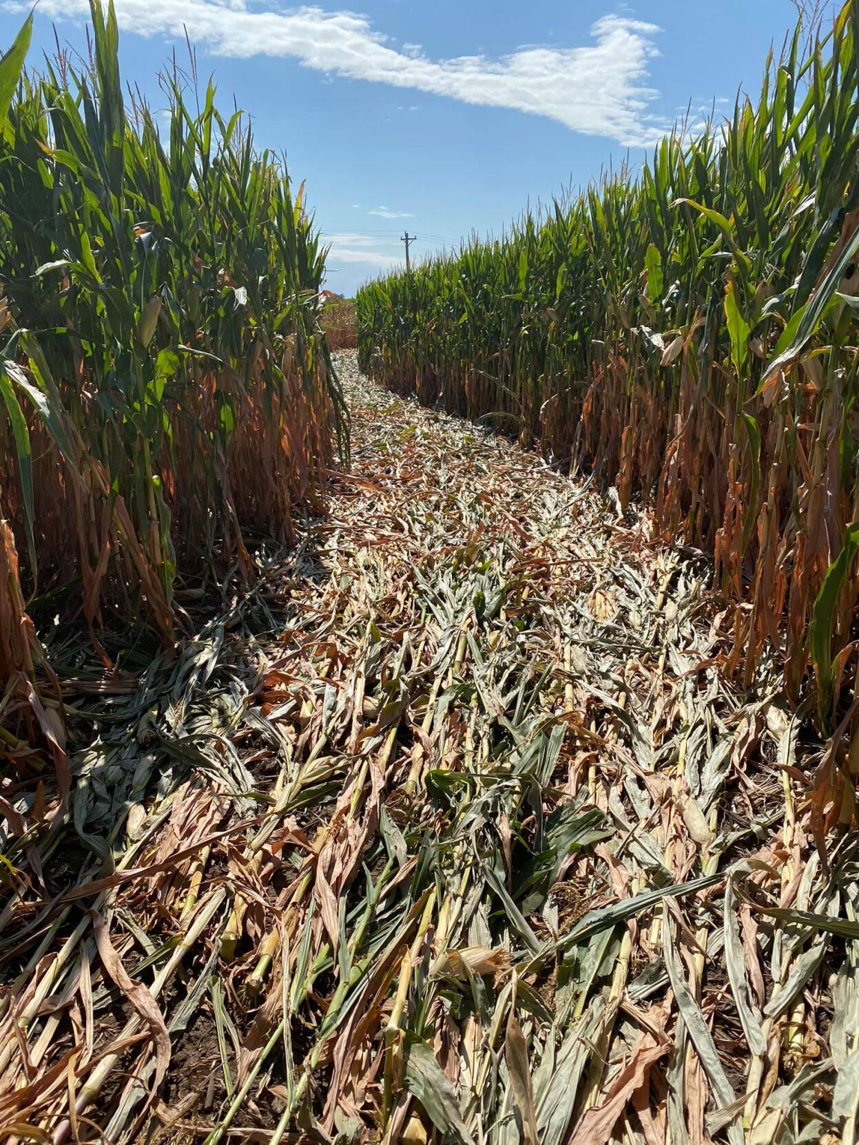 Another cornfield damaged in Sioux County | News | nwestiowa.com