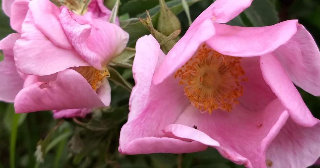 Take 5: Tasting Iowa's state flower | Take5 | nwestiowa.com