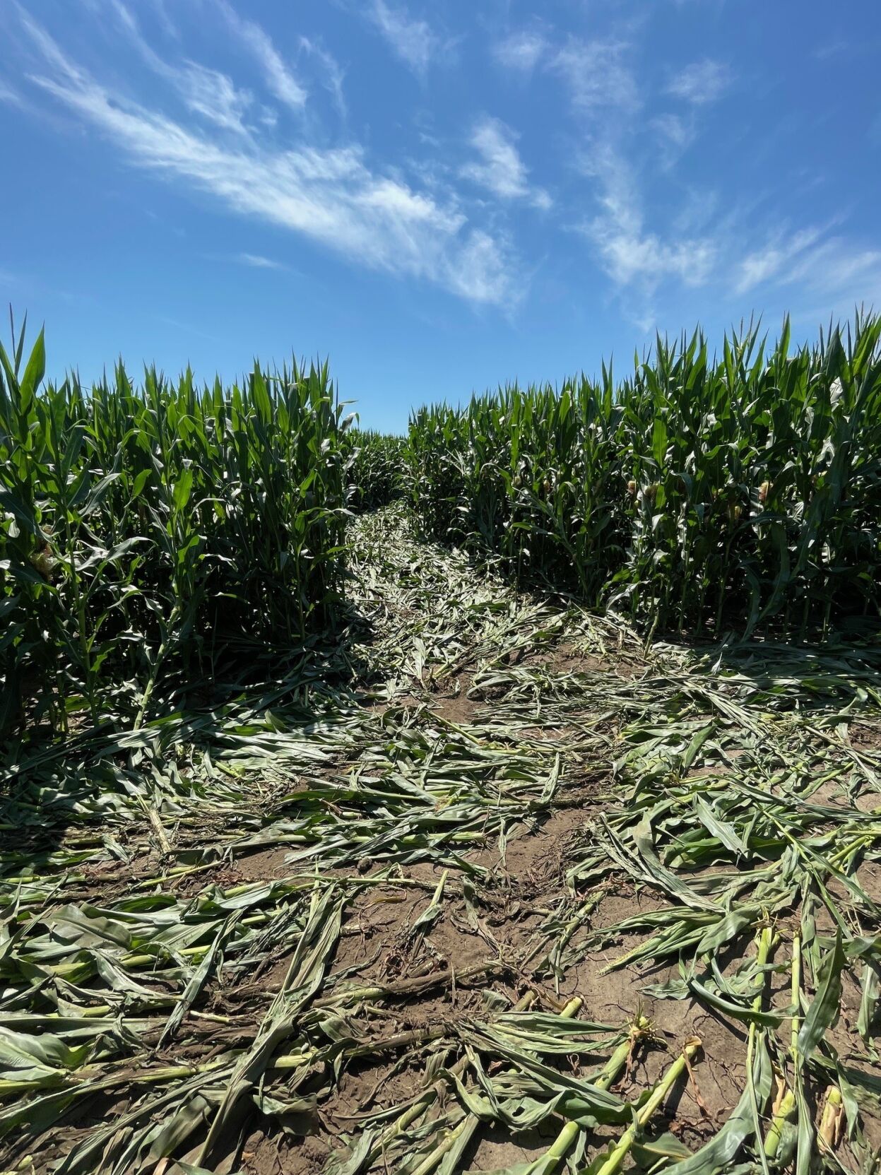 Info sought on corn damaged near Maurice | News | nwestiowa.com