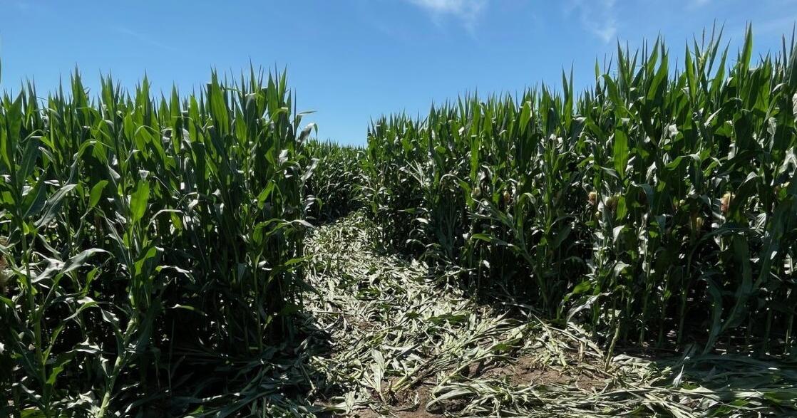 Info sought on corn damaged near Maurice | News | nwestiowa.com