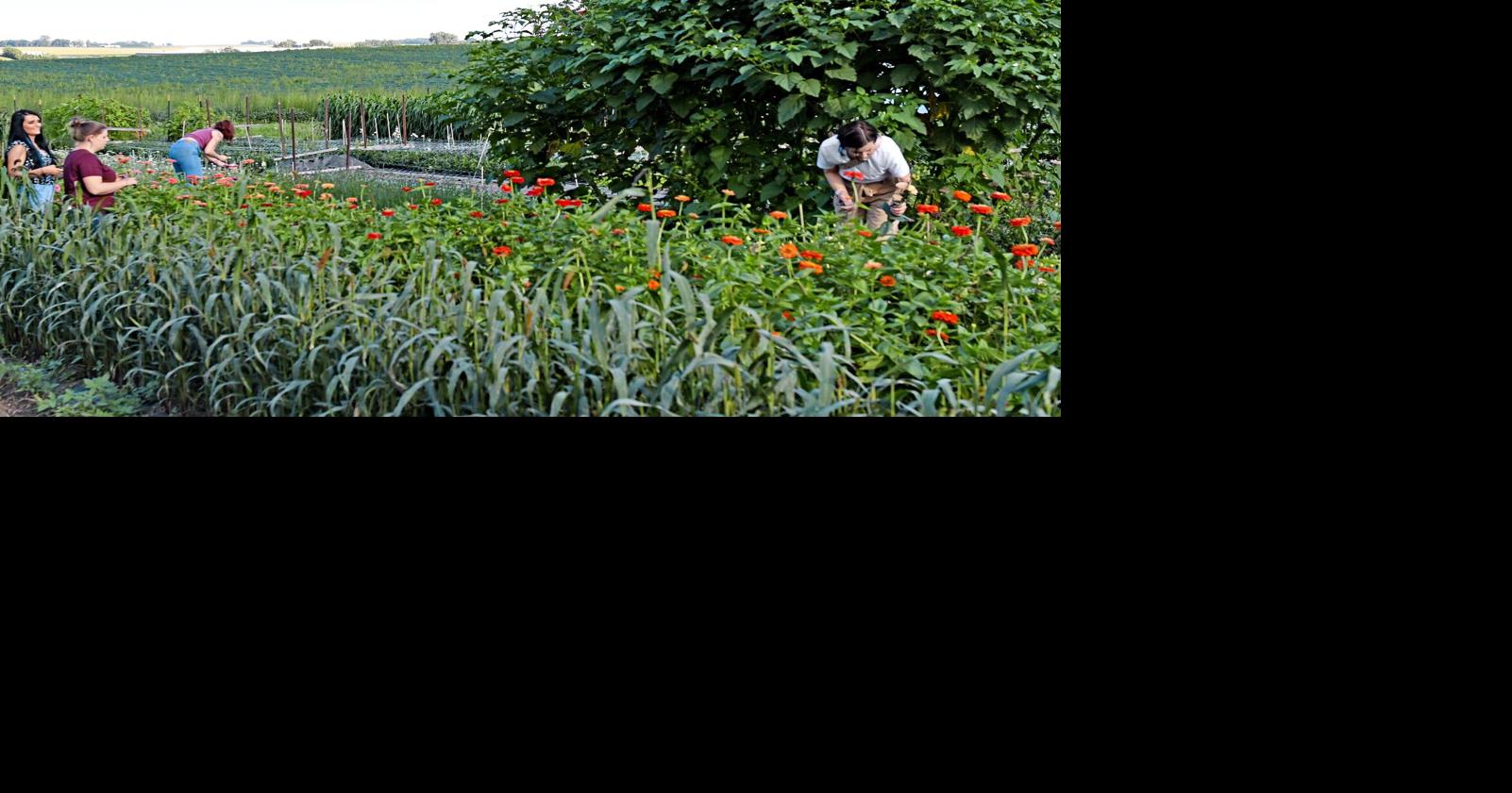 Hull farm blooms in flower-powered niche | News | nwestiowa.com