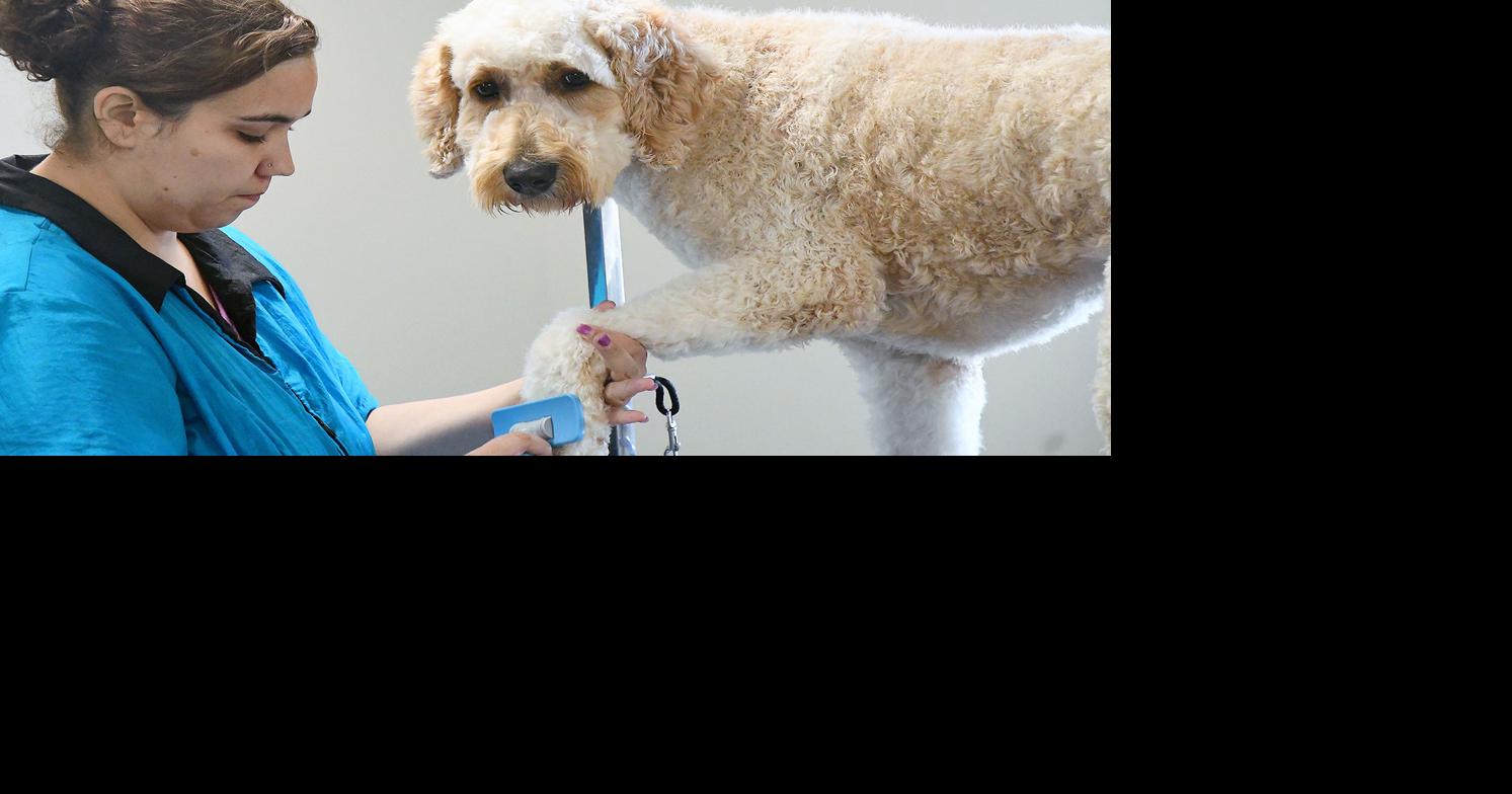 Grooming offered at Hull dog lodge | News | nwestiowa.com