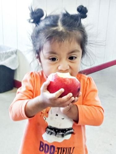 All About Apples | Discover | nwestiowa.com