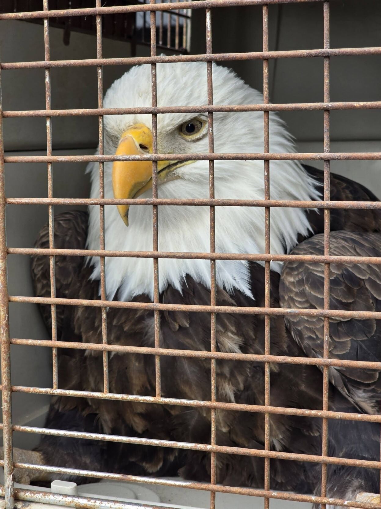 Injured bald eagle found in Le Mars | Sentinel | nwestiowa.com