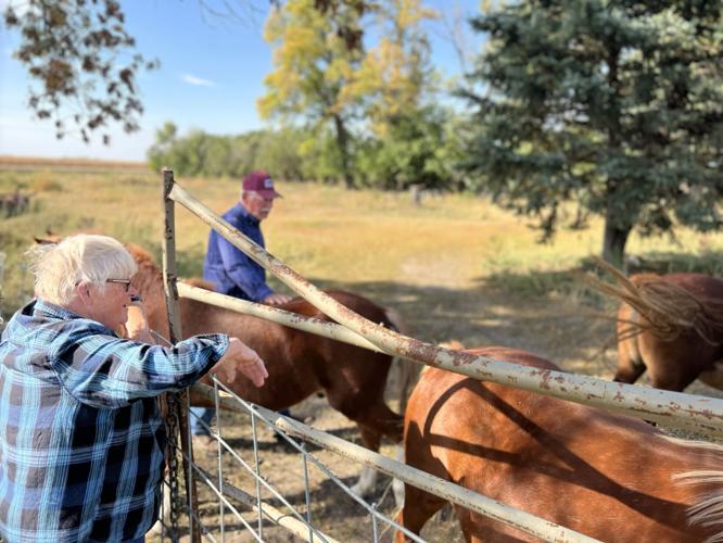 Sheldon man inducted into draft pony hall of fame | News | nwestiowa.com