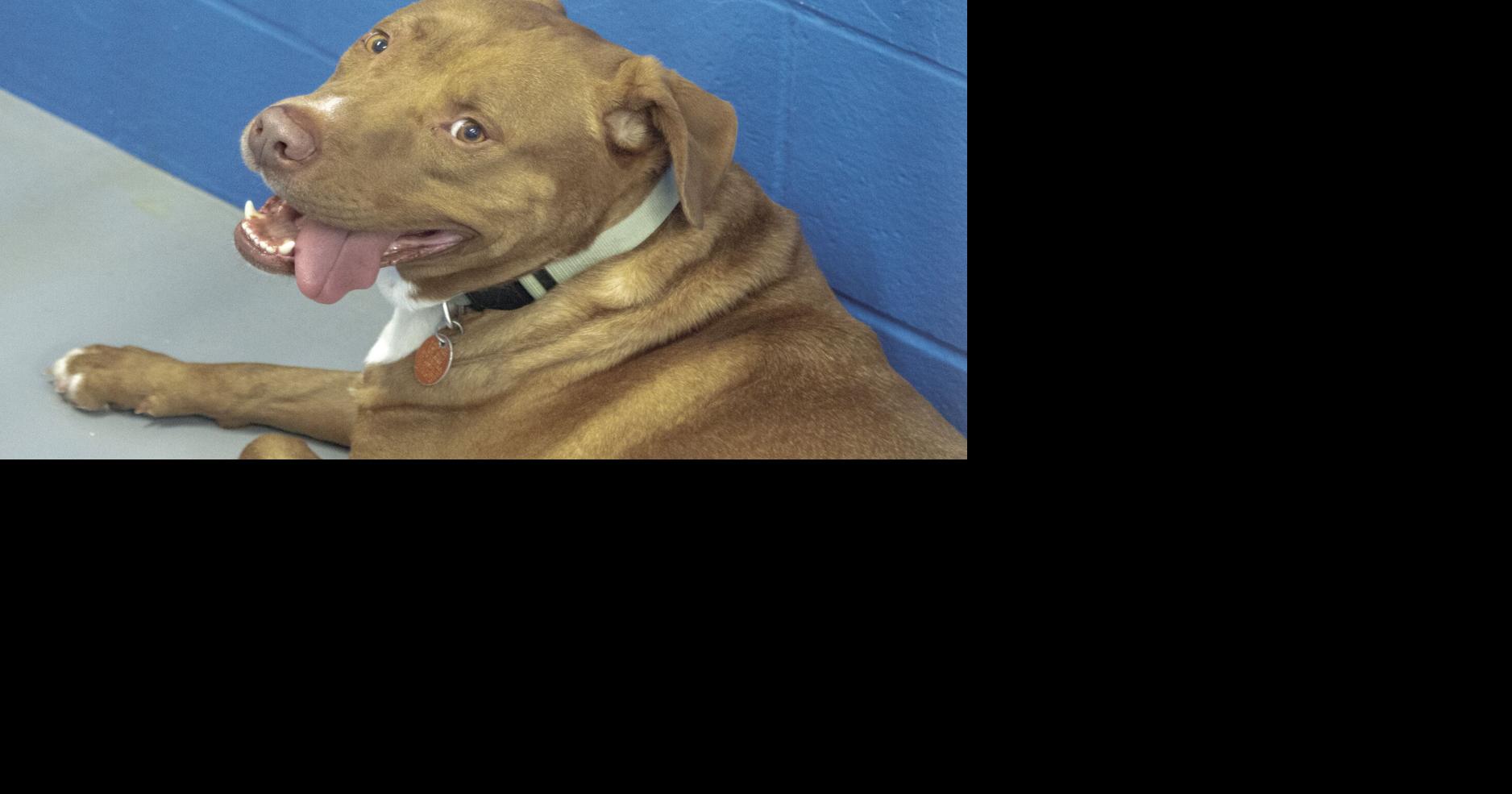 New Nodaway Humane Society pairs rescue dogs with inmates for training ...