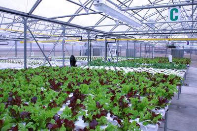 Lettuce Dream grows outside its greenhouse | News | nwmissourinews.com