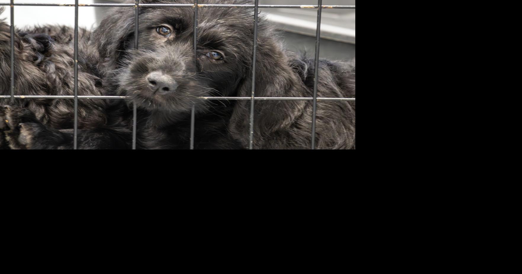 Local animal shelter talks breaking superstitions against black animals ...