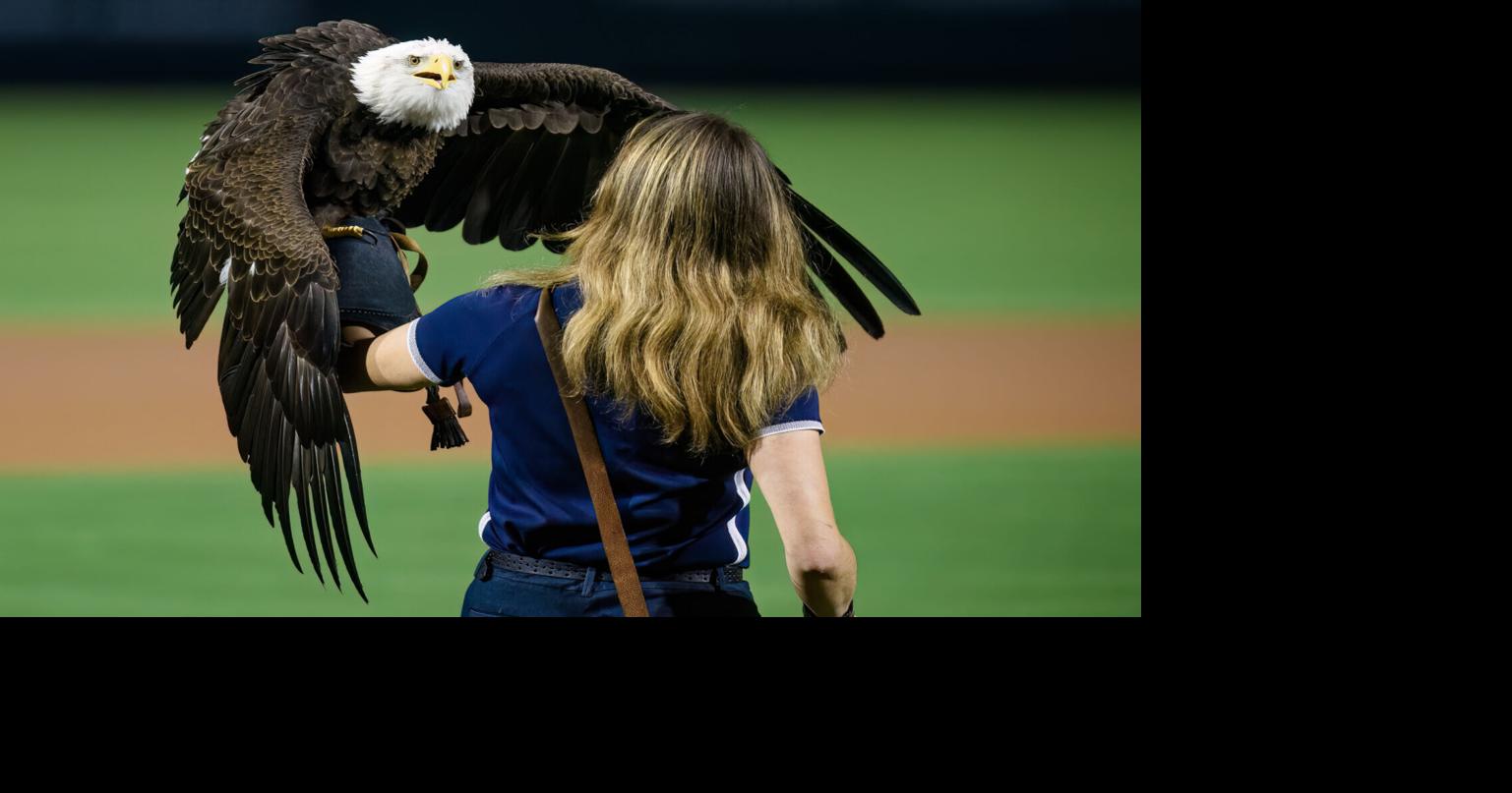 Photos and video: First eagle flight at Auburn’s Plainsman Park