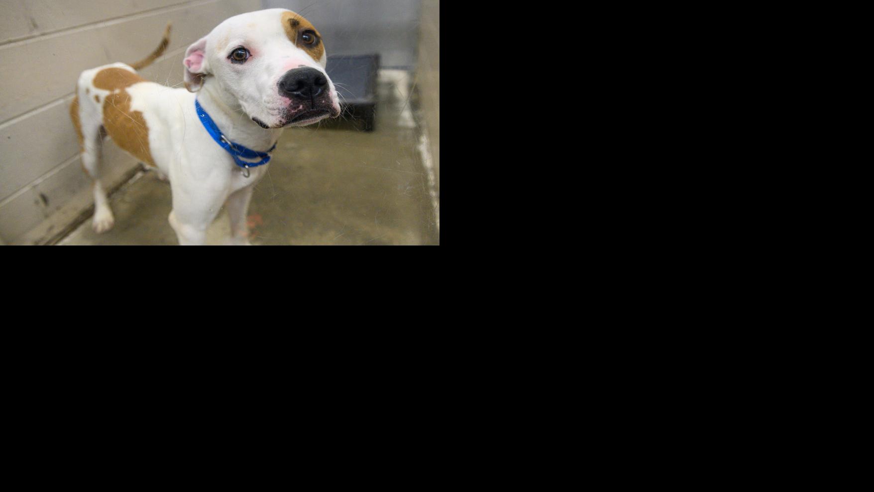 LC Humane Society waives dog adoption fees for two weeks