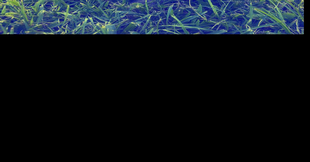 Auburn grad, Iraq native, seeks funds to reunite with pet rabbit