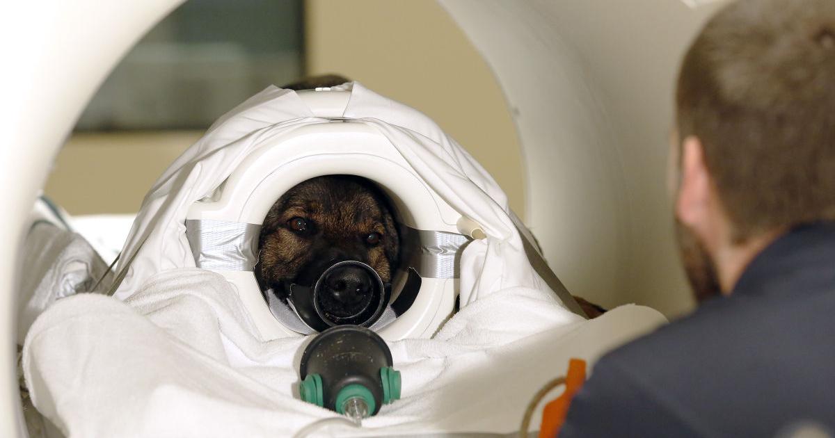 Auburn one of three institutions to perform awake dog imaging