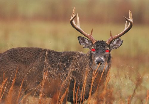 Deer caught on camera eating human remains