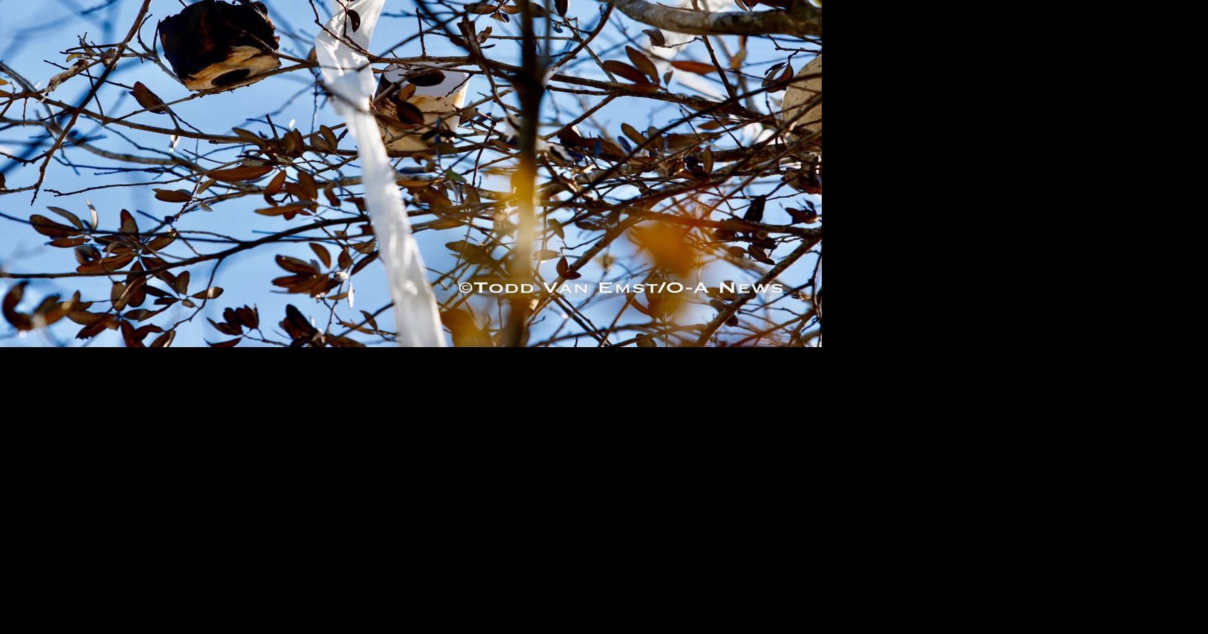 Update on status of Toomer's Oak tree