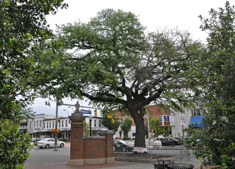 Toomer's Oaks Poisoning: Trees' prognosis still bleak