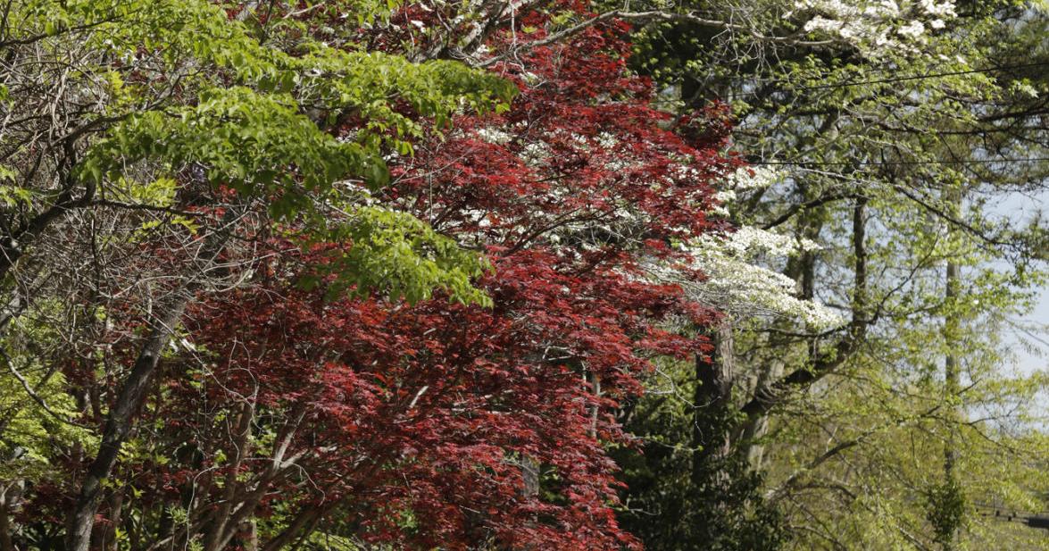 Auburn Floral Trail invites community to take in spring blooms