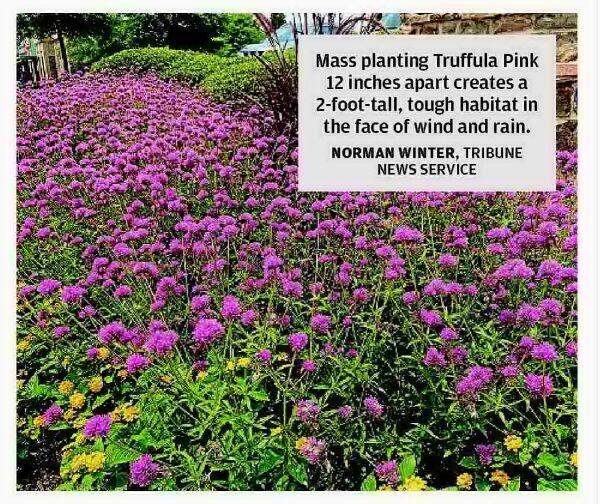 Perfect Scores for Truffula Pink