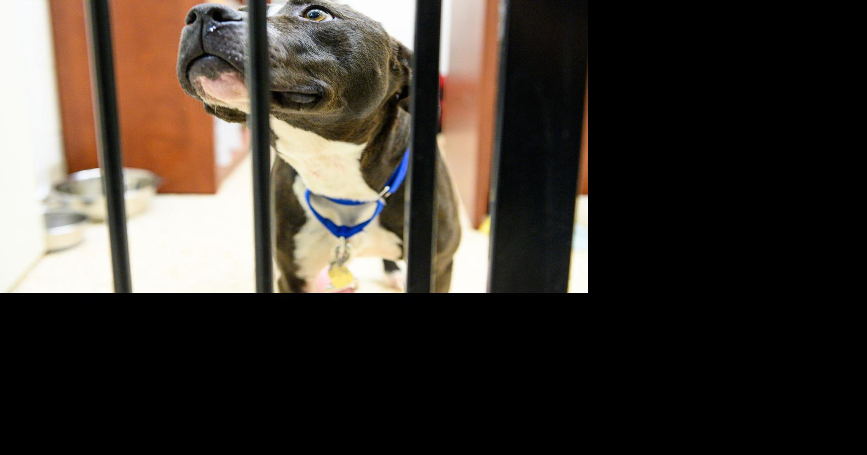 LC Humane Society waives dog adoption fees for two weeks