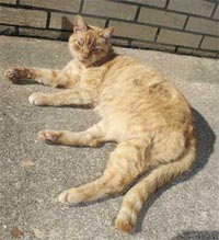 Notasulga's 'Post Office Cat' receives national attention