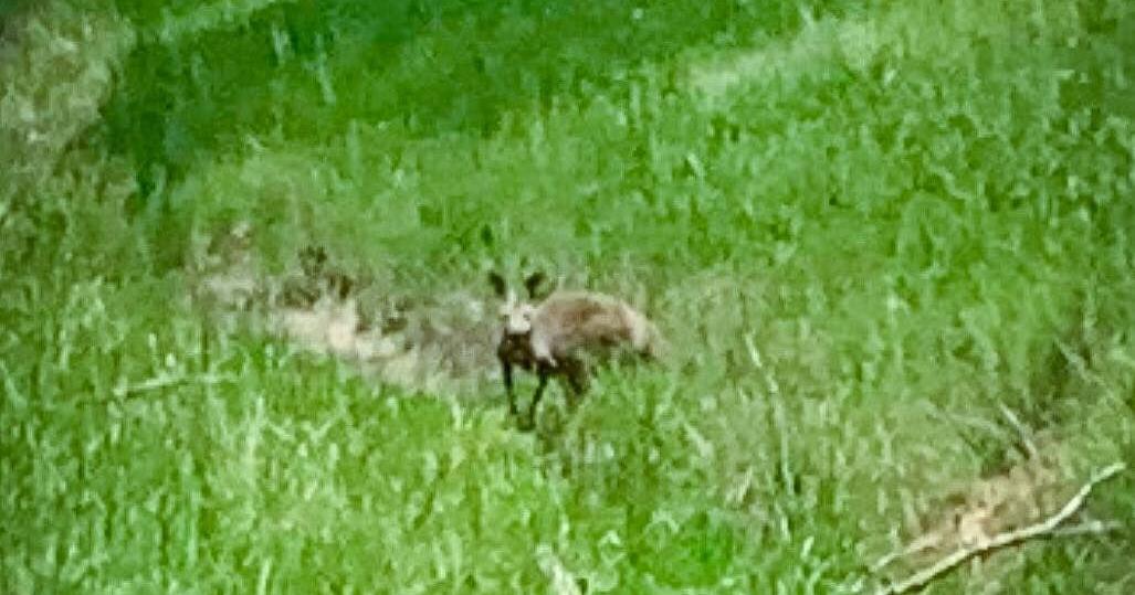 Cars crashed after colliding with Kangaroo in Macon County