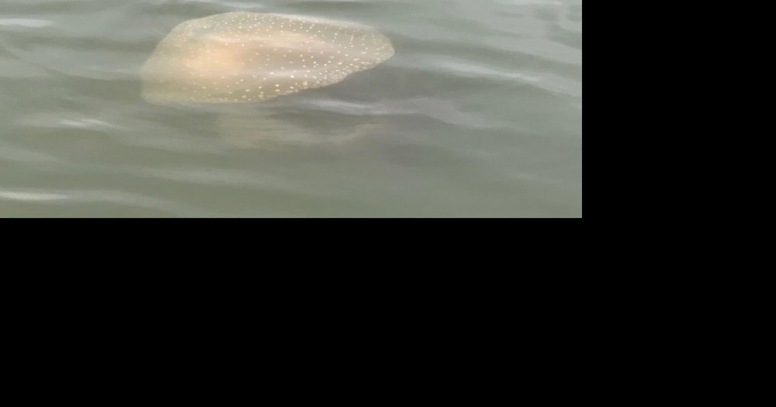 Beach ball-sized jellyfish capable of damaging boats spotted in South ...