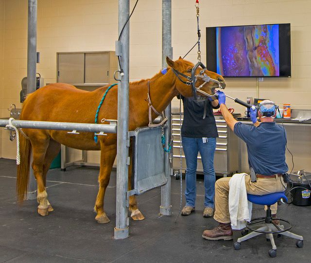 New endoscope enables AU veterinarians to improve equine dental care ...