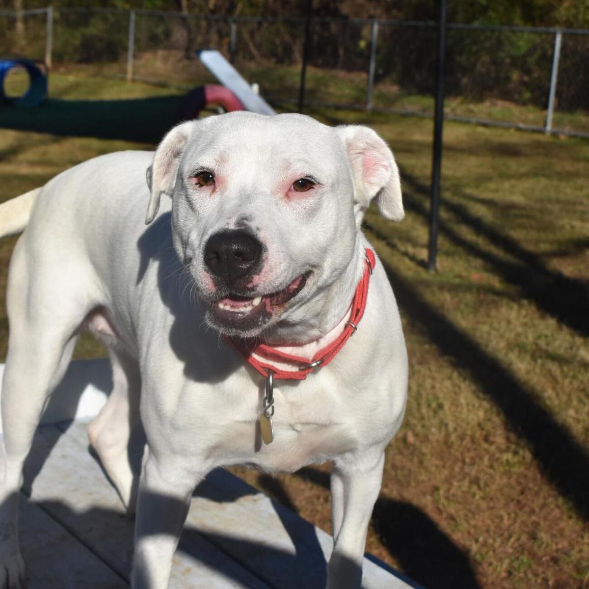 Kim Reeder: LCHS to celebrate Dogust