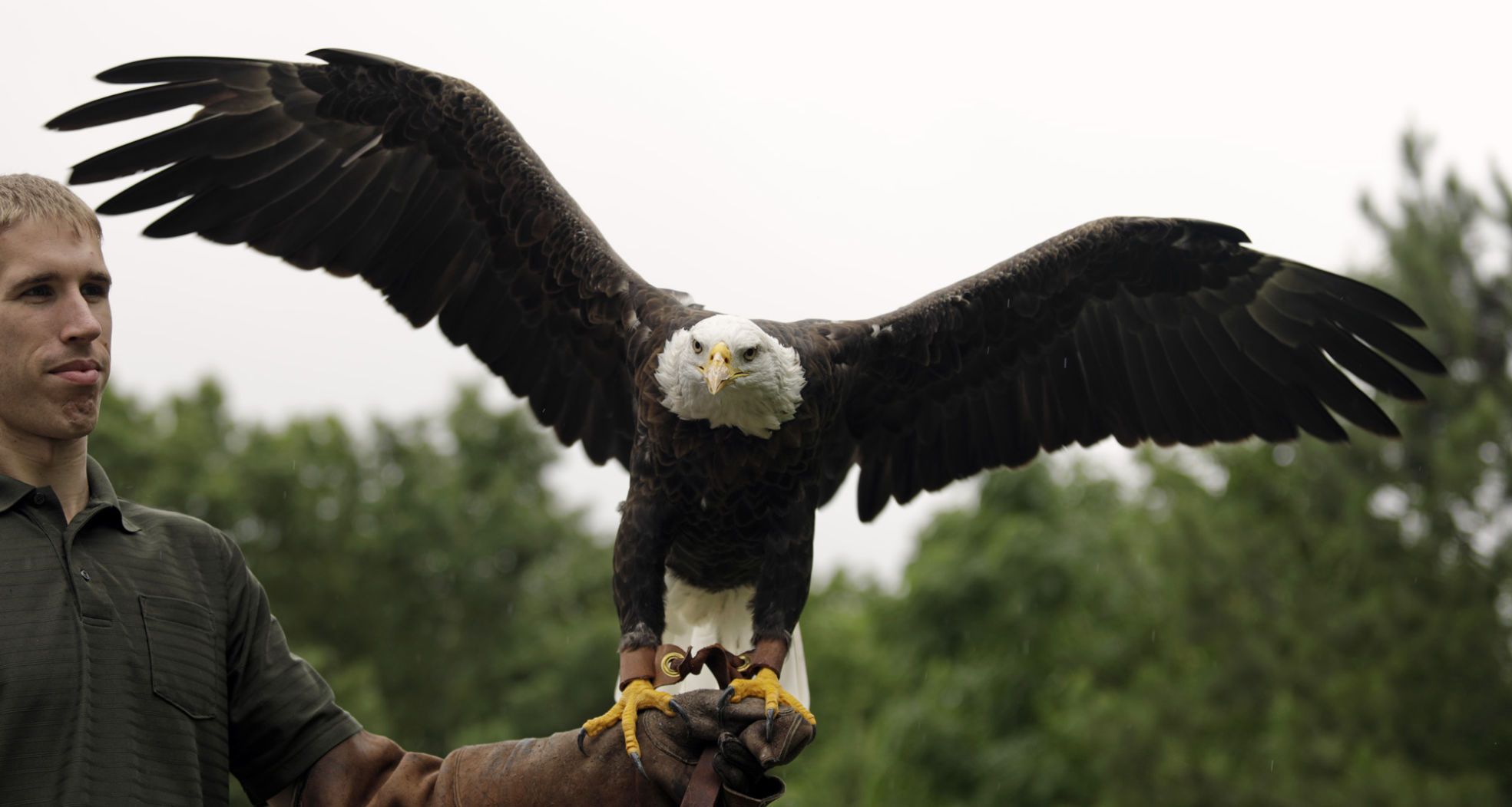 AU Raptor Center on the Auburn bald eagle nest removal