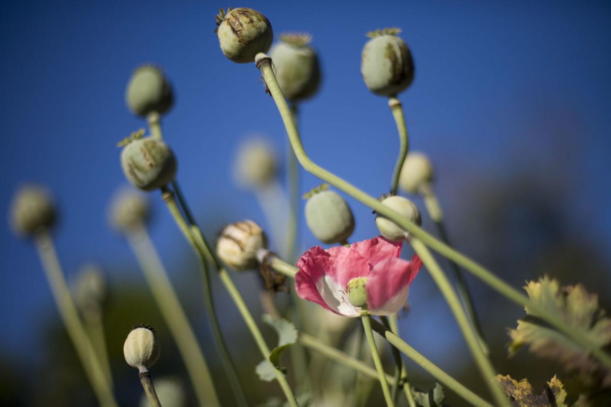 How poppies, strong and fragile, became a symbol of WWI devastation