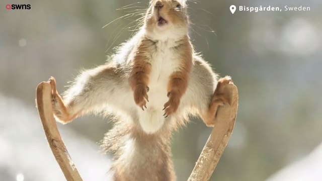 Oh Burn Squirrel Meme