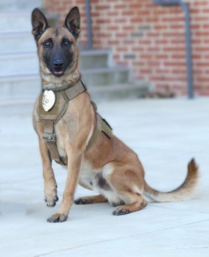 Opelika PD’s ‘hero dog,’ Bane, to receive new donated body armor