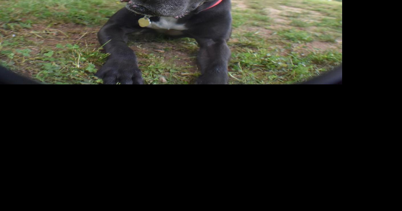 Kim Reeder: LCHS to host silent auction