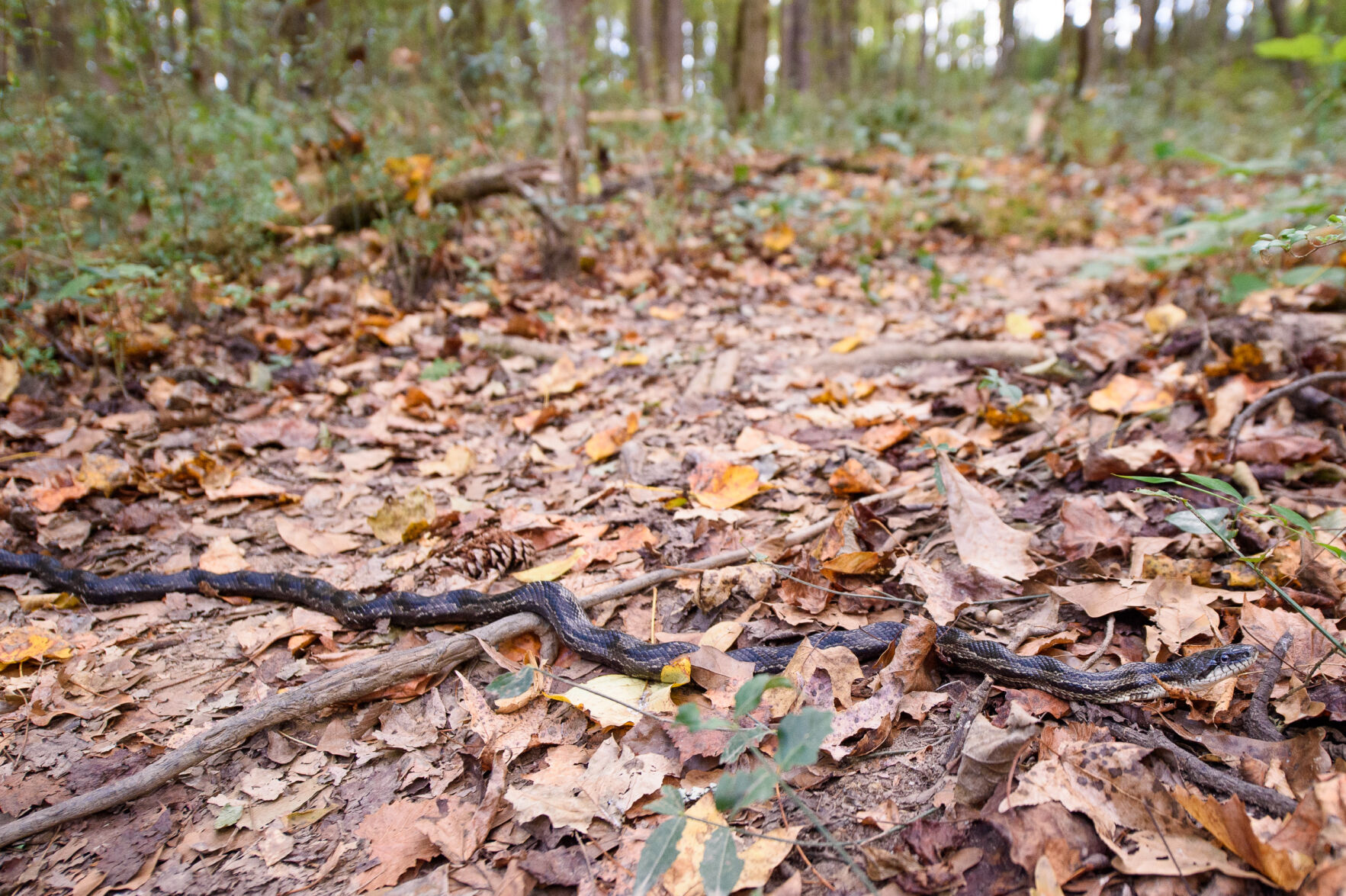 Venous snakes in Lee County: How to avoid them