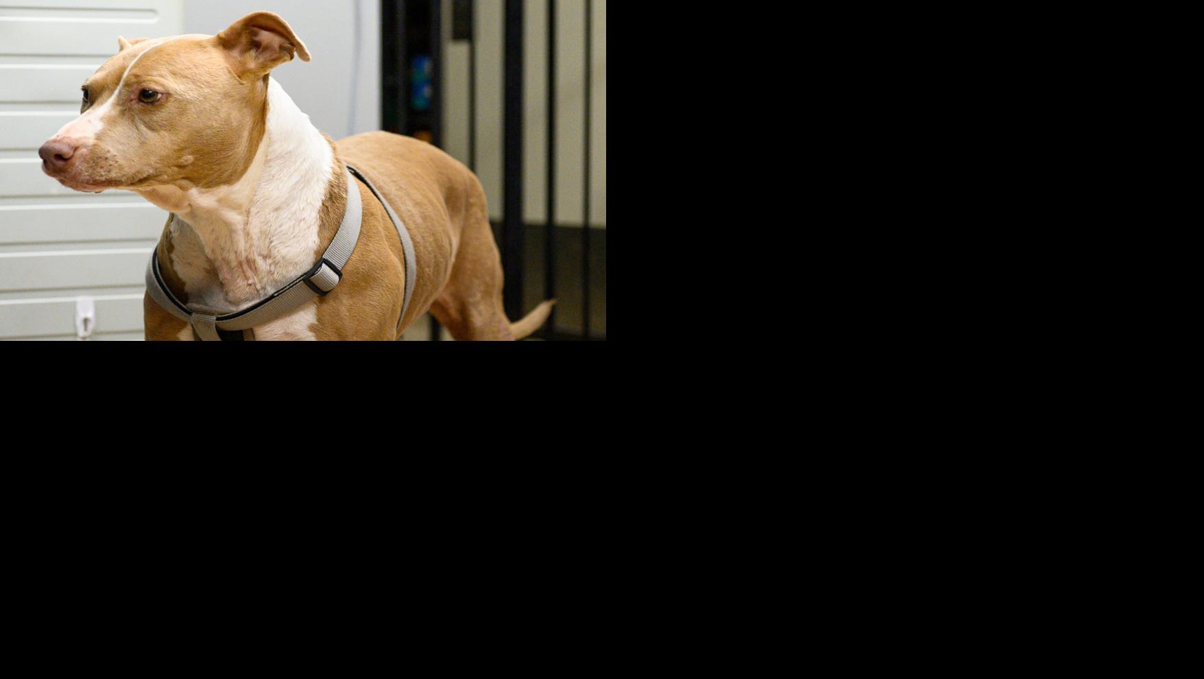 LC Humane Society waives dog adoption fees for two weeks