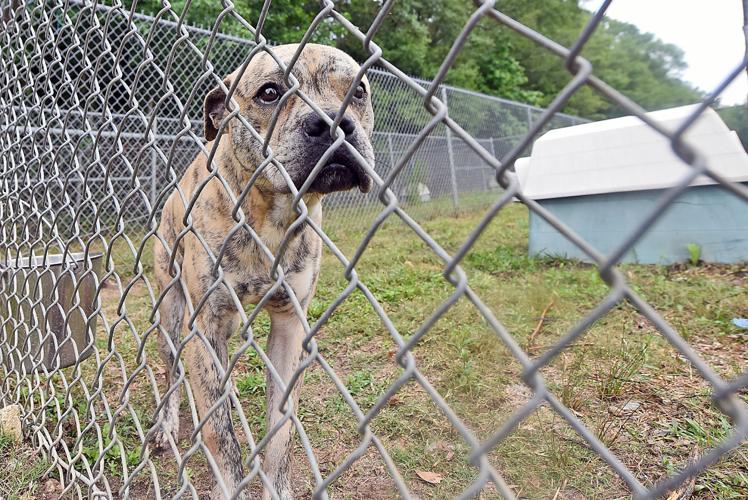 Alabama animal rescue groups see spike in adoptions