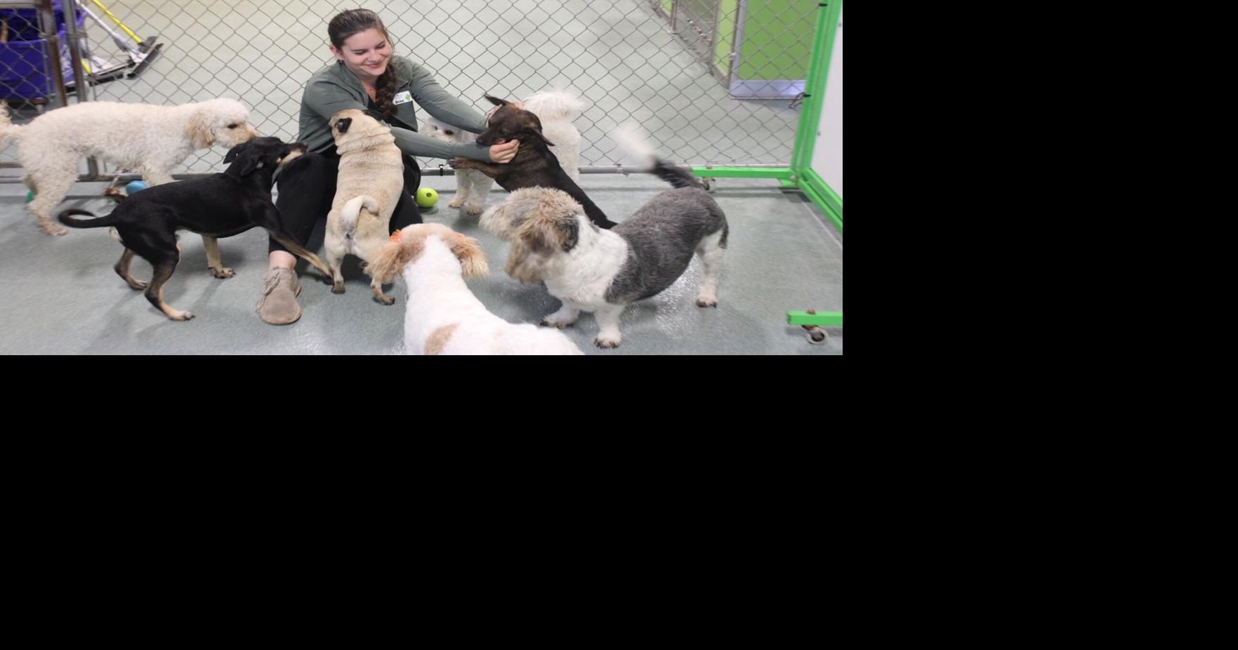 'These are people's children': Stay and Play Pet Resort accommodating ...