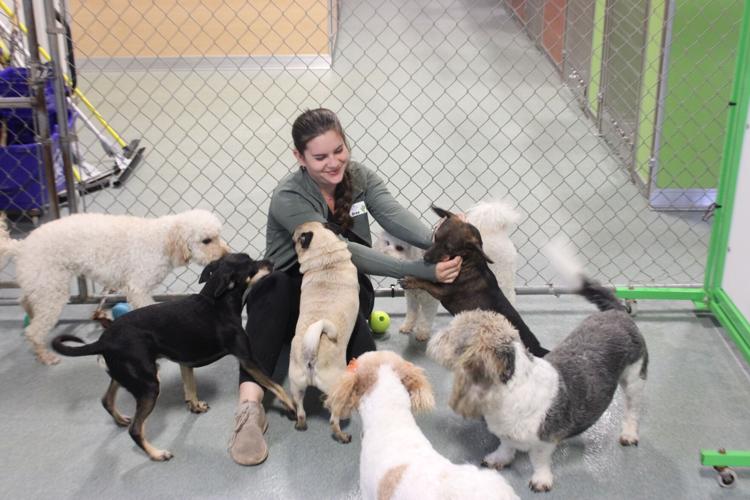 'These are people's children': Stay and Play Pet Resort accommodating ...