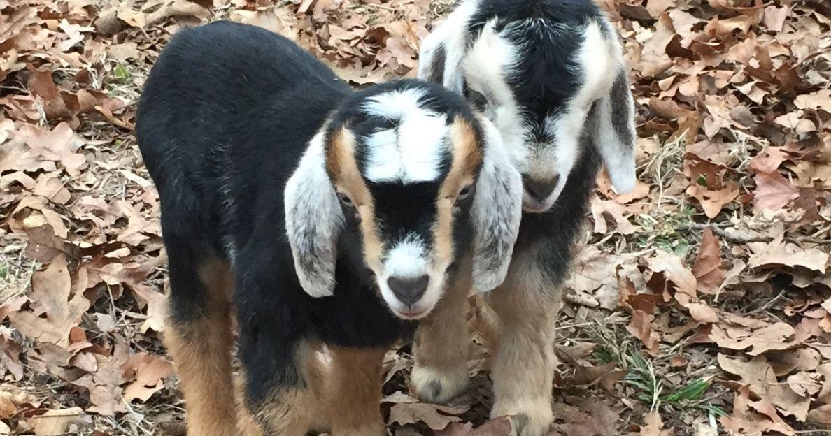 Seeing double: Cloning animals a new | Entertainment | ocolly.com